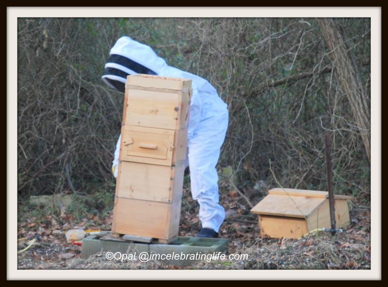 Adventures in Beekeeping: Winter hive inspection – Celebrate Life!